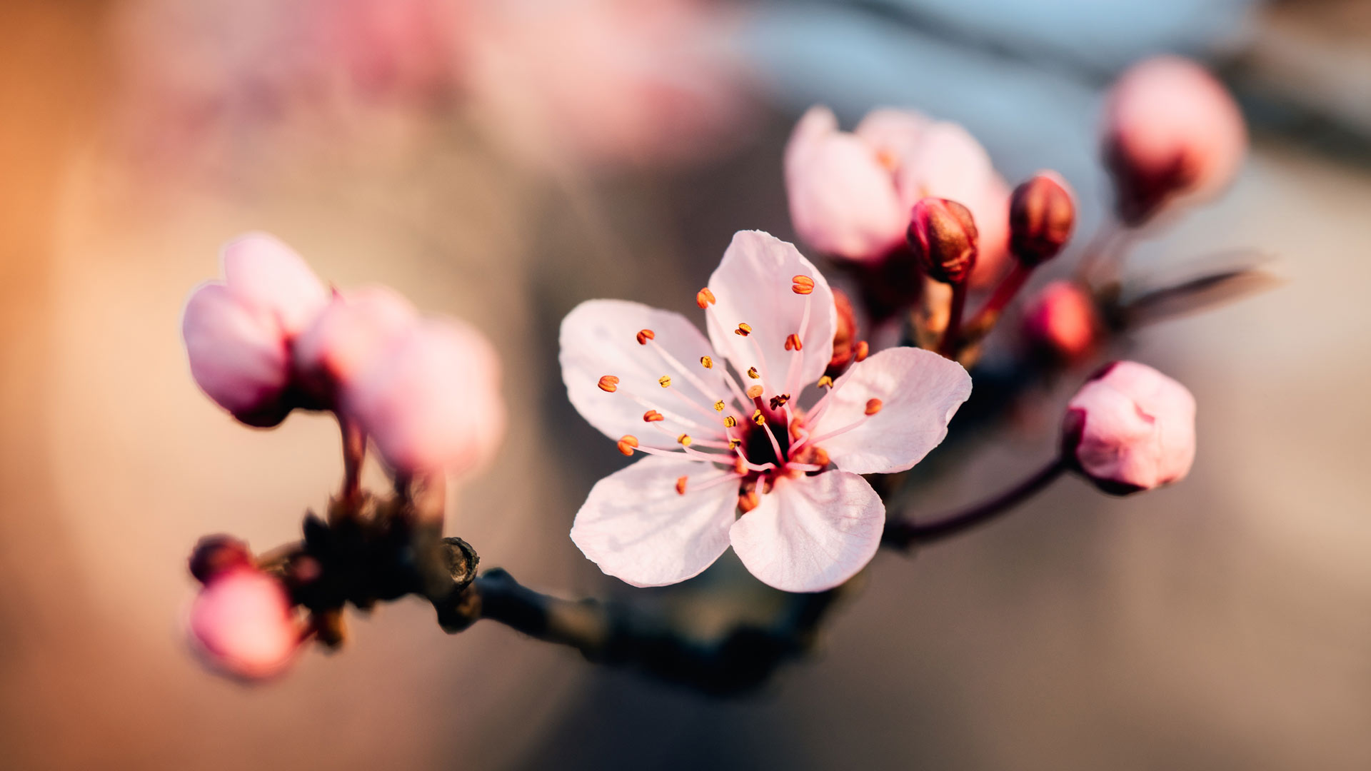 Benvenuta primavera! – WE_BEAT